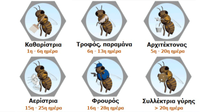 Η εντυπωσιακή κατανομή εργασίας των μελισσών