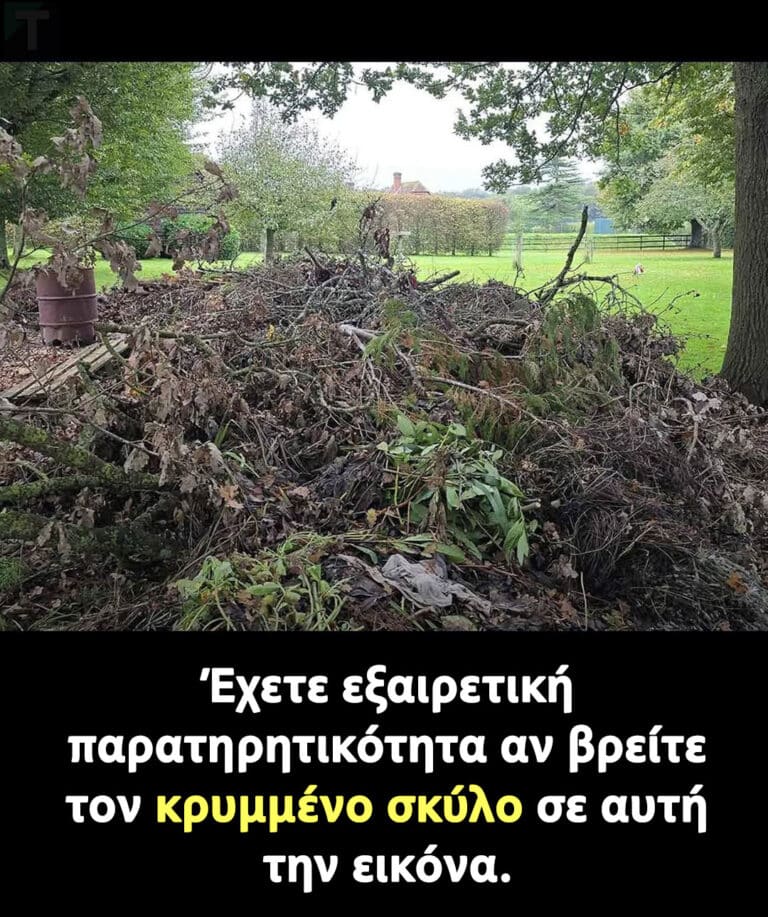 Μόνο όσοι είναι εξαιρετικά παρατηρητικοί θα βρουν τον σκύλο που είναι ...